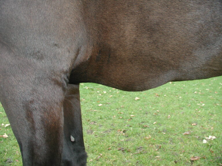 Wunderschone Pferd Tumor Im Bauchraum Symptome Bilder