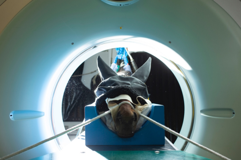 Nasenausfluss | Universitäres Tierspital Zürich