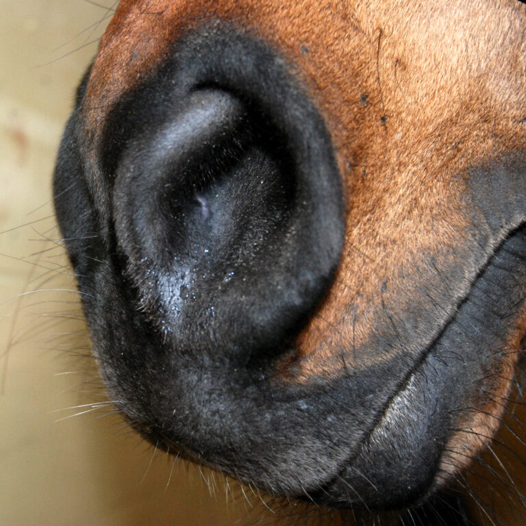 Herpes Infektion | Universitäres Tierspital Zürich