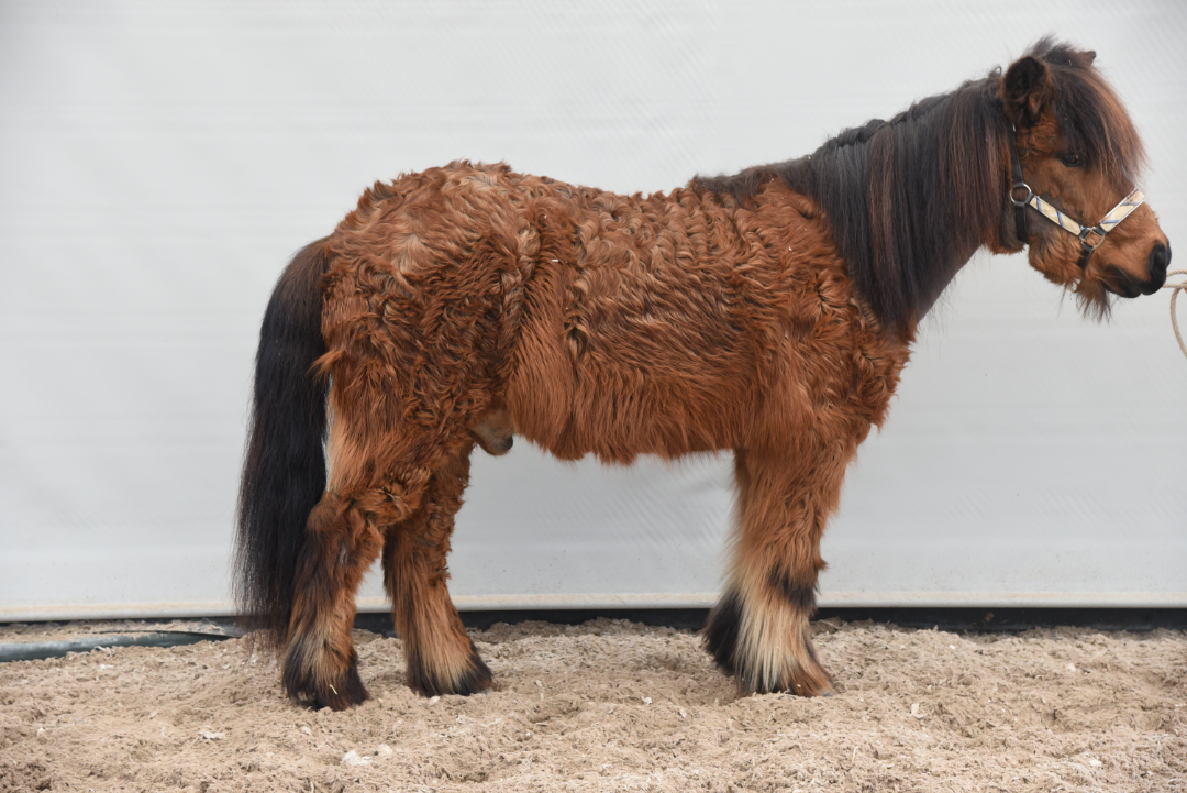 PPID – Dysfunktion der Pas intermedia der Hypophyse Pituitary Pars ...